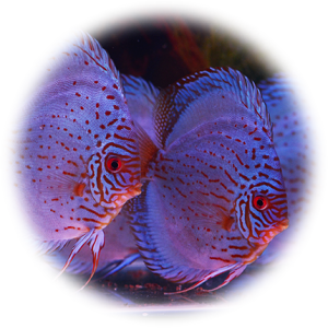 The turquoise discus from Wayne Discus Center