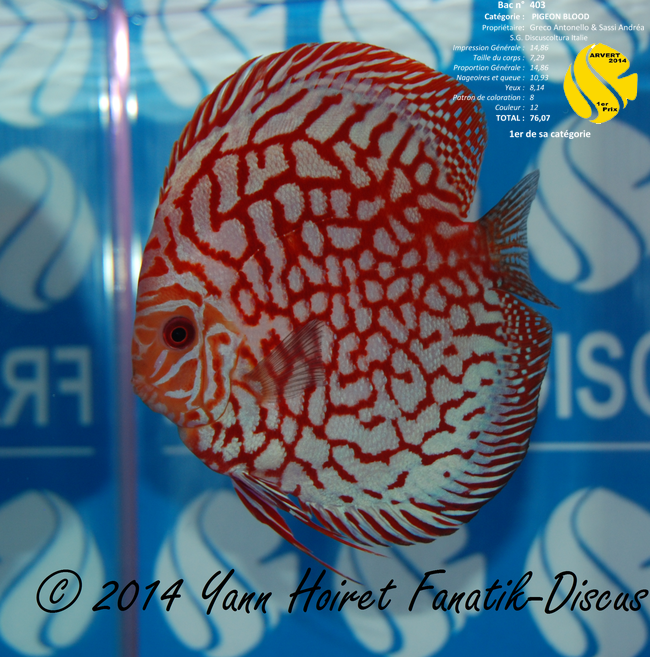 Les notes des discus du France Discus Show 2014 - Fanatik-Discus