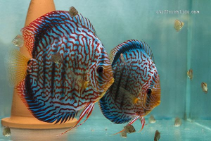 German Red Turquoise Discus